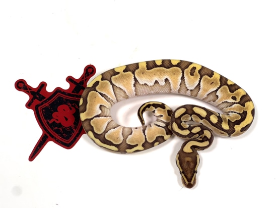 Fire Lesser H. TSK Axanthic Ball Python by Ectothermic Dungeon