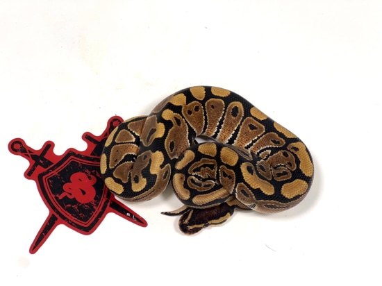 H. TSK Axanthic Ball Python by Ectothermic Dungeon