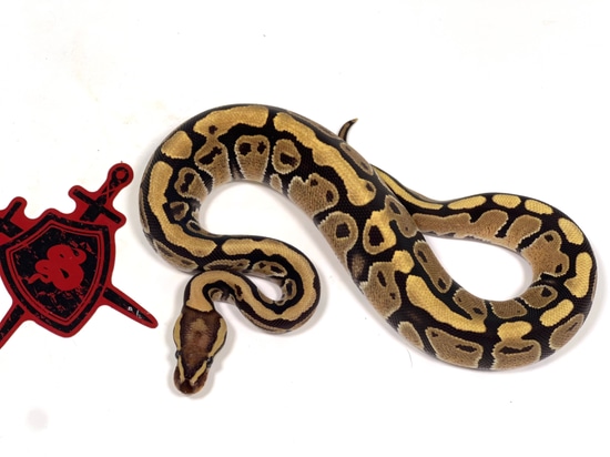 Fire 100% Het TSK Axanthic Ball Python by Ectothermic Dungeon