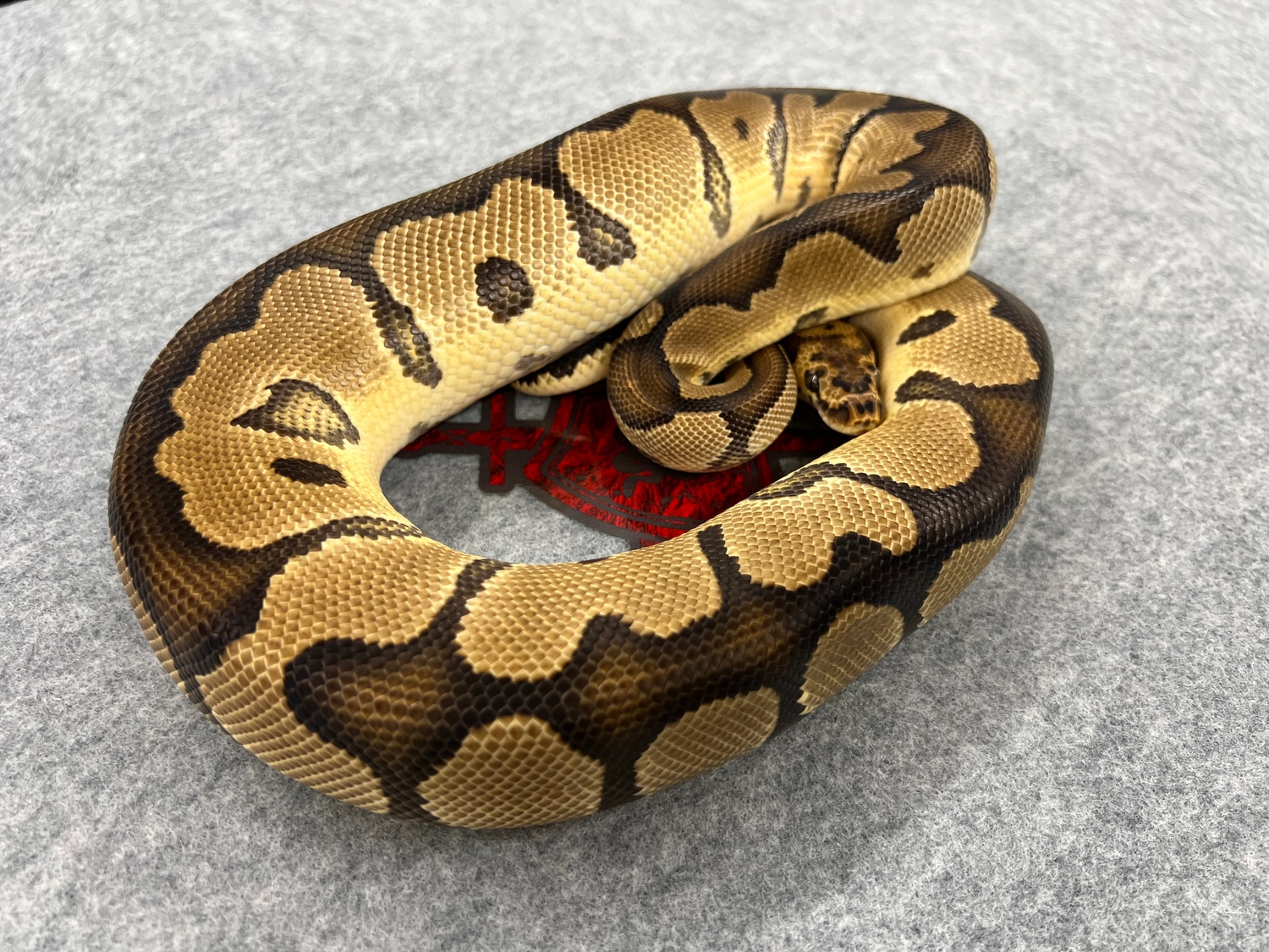 Zuwadi Clown Ball Python by Ectothermic Dungeon - MorphMarket