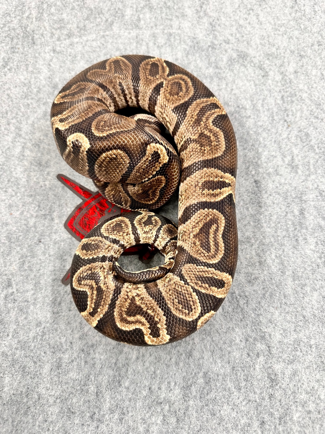 GHI Joppa Ball Python by Ectothermic Dungeon - MorphMarket