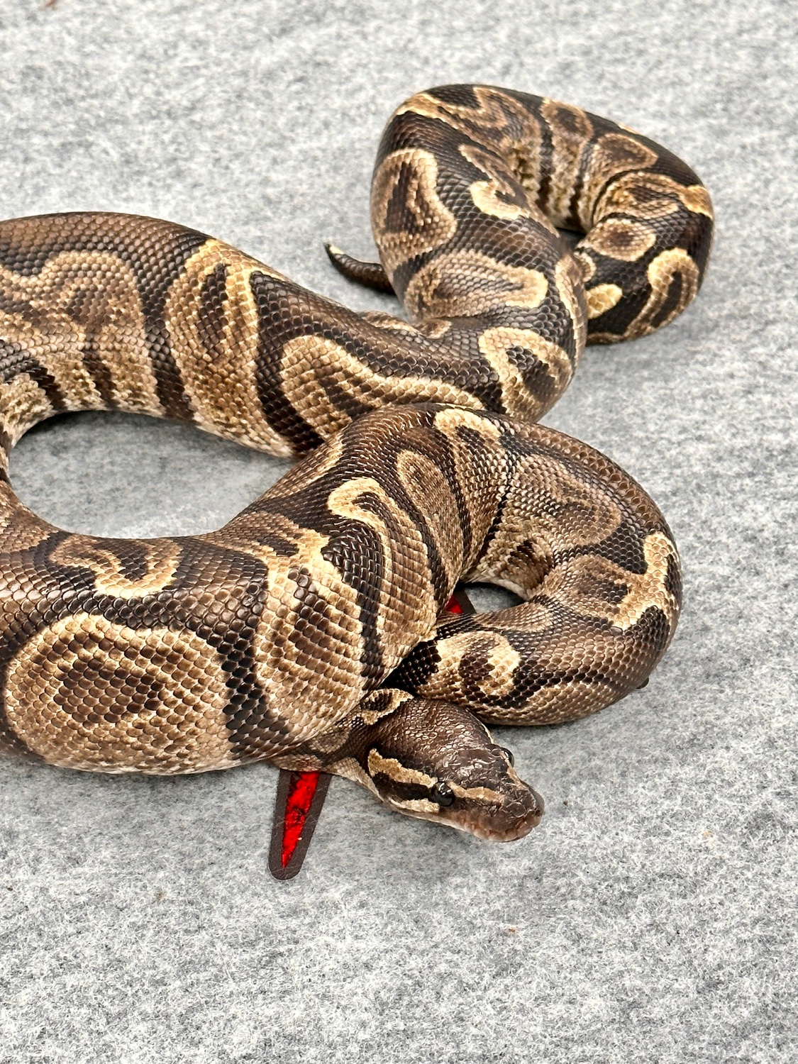 GHI Joppa Ball Python by Ectothermic Dungeon - MorphMarket