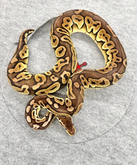Pastel Blackpastel Kelly 100% Het TSK Axanthic Ball Python by Ectothermic Dungeon