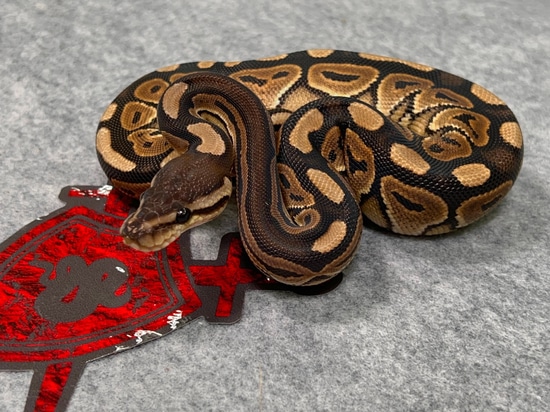 Black Pastel DH. Puzzle TSK Axanthic Ball Python by Ectothermic Dungeon