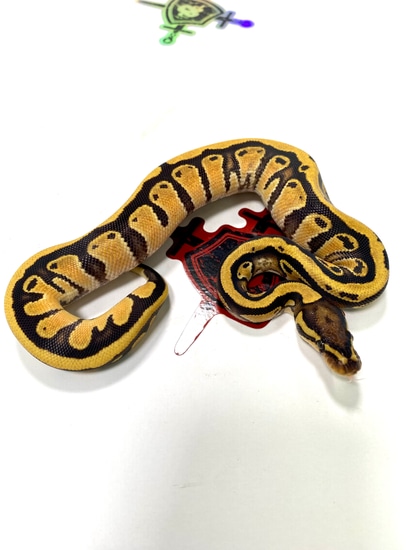 Orange Dream Fire Xtreme Gene 100% Het Tristripe Ball Python by ...