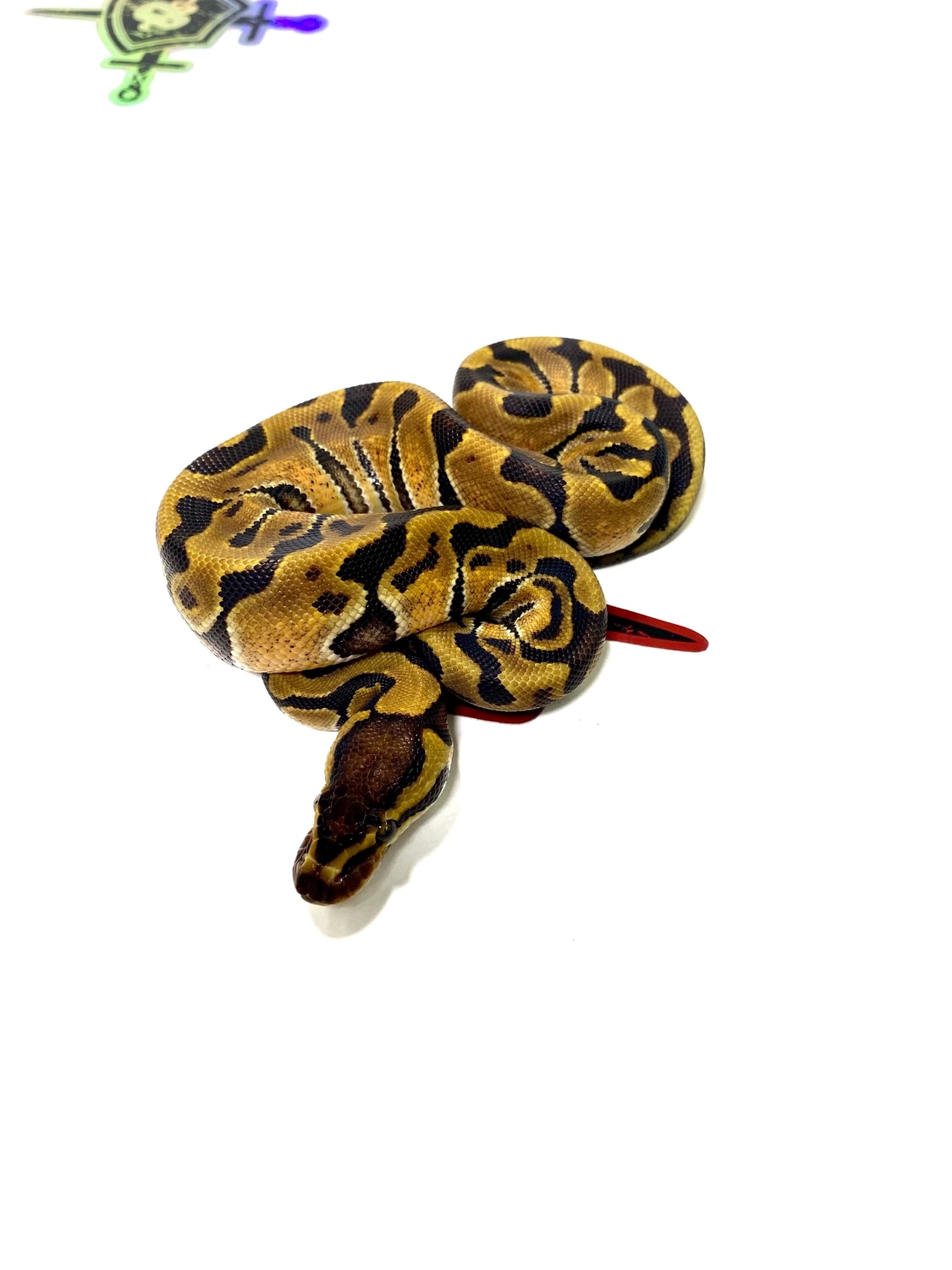 Enchi McKenzie Het Tristripe Ball Python by Ectothermic Dungeon ...