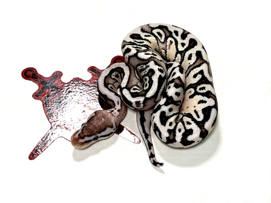 Fire Inferno Tsk Axanthic Ball Python by Ectothermic Dungeon