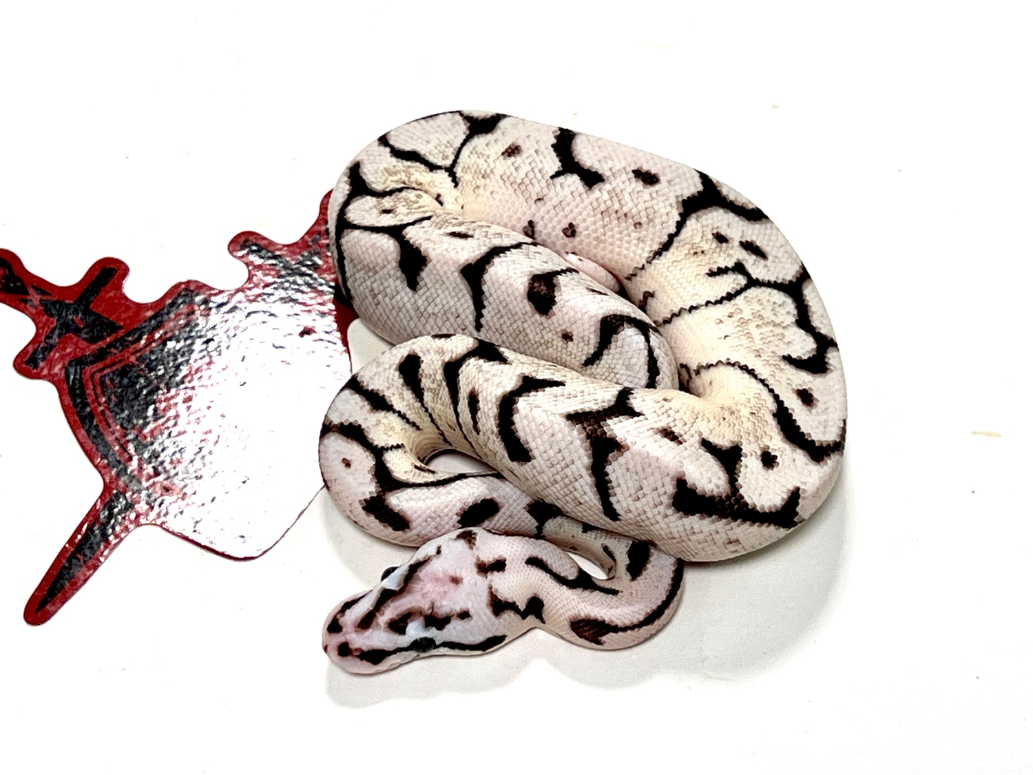 Firefly Spider Yellowbelly Tsk Axanthic Ball Python by Ectothermic ...