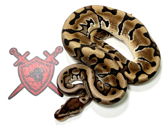 Hidden Gene Woma Granite Yellowbelly Ball Python by Ectothermic Dungeon