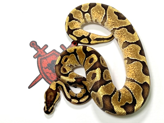 Enchi Yellowbelly Het TSK Axanthic Ball Python by Ectothermic Dungeon