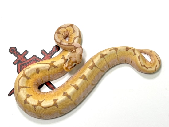 Black Pastel Spider Banana Het TSK Axanthic Het Puzzle Ball Python by Ectothermic Dungeon
