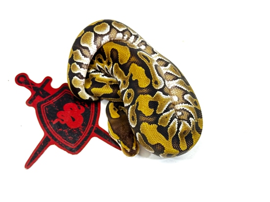 Mojave Puzzle Pos Weirdo Ball Python by Ectothermic Dungeon