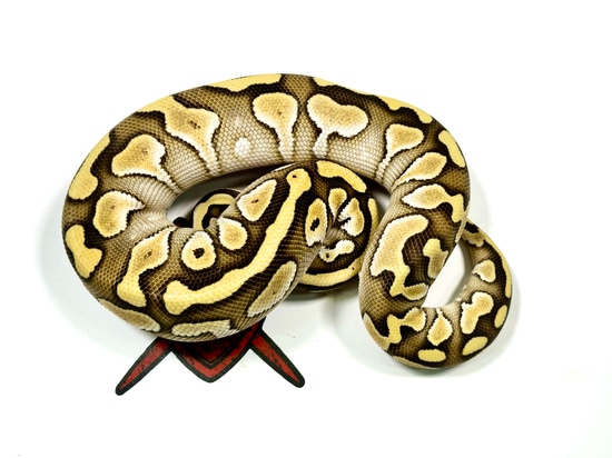 Blackhead Lesser Lace Or YB Het Clown Ball Python by Ectothermic Dungeon