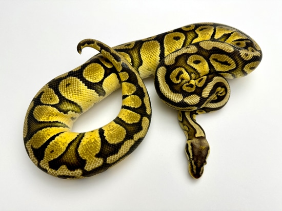 Pastel Het TSK Axanthic Ball Python by Ectothermic Dungeon