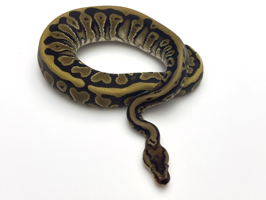 Hidden Gene Woma Zuwadi Poss Yellowbelly Het Clown 50% Het Albino Ball ...