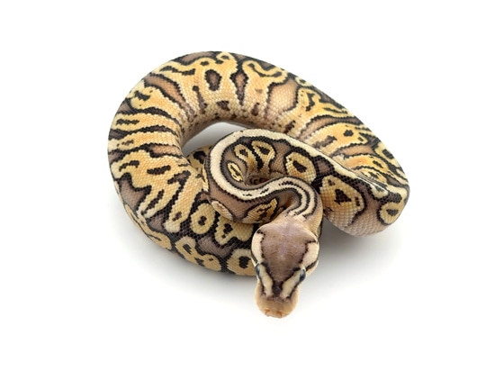 Super Pastel Hidden Gene Woma Granite Yellow Belly Het Tsk Axanthic Het ...