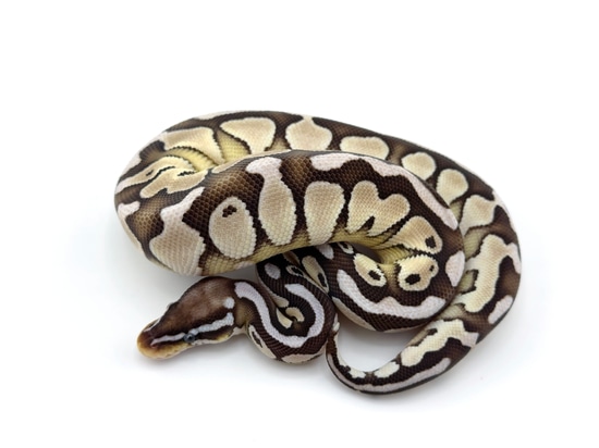 Firefly Lesser TSK Axanthic Ball Python by Ectothermic Dungeon