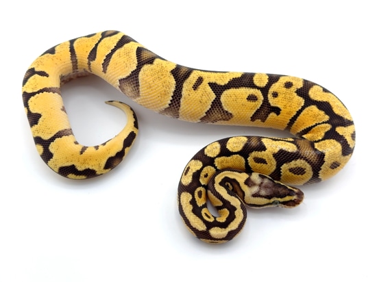 Pastel Enchi Yellowbelly Het TSK Axanthic Ball Python by Ectothermic Dungeon