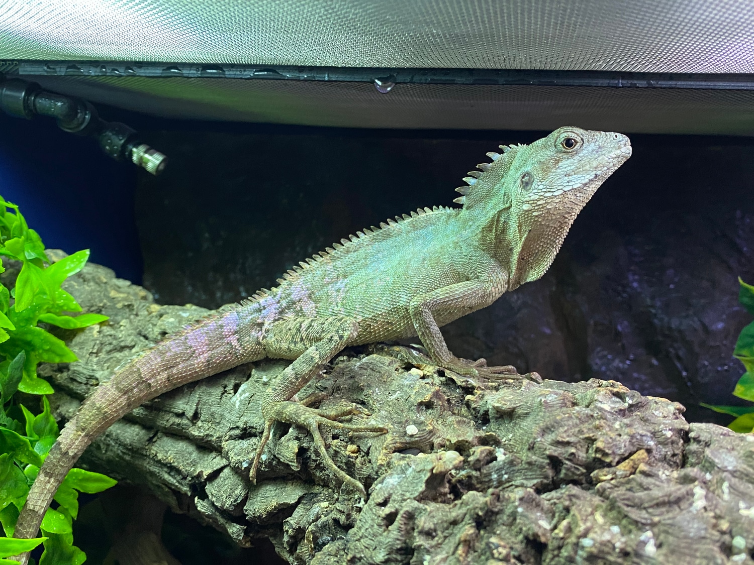 Hypsilurus Macrolepis Other Lizard by Reefnreptiles - MorphMarket