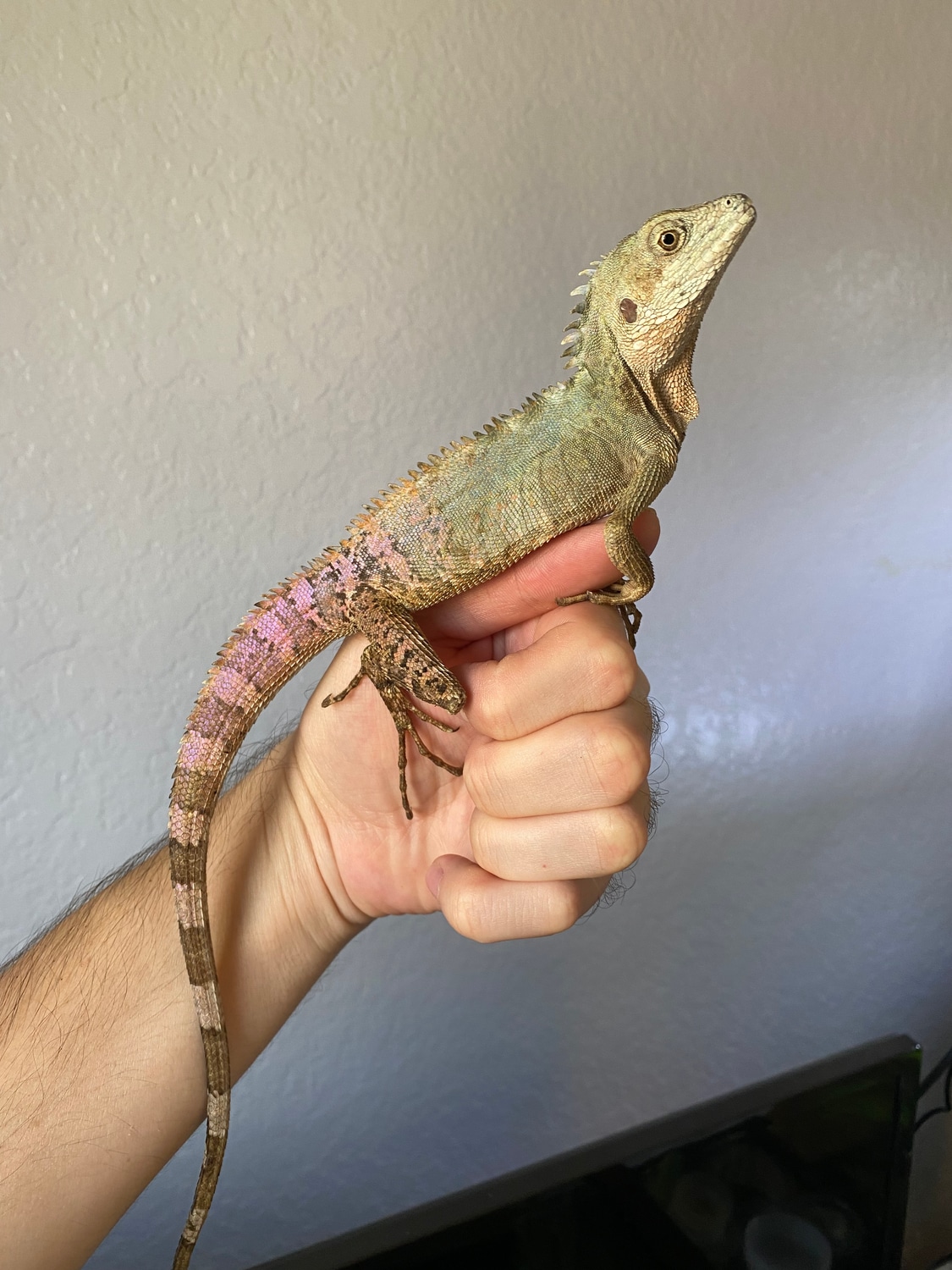 Hypsilurus Macrolepis Other Lizard by Reefnreptiles - MorphMarket
