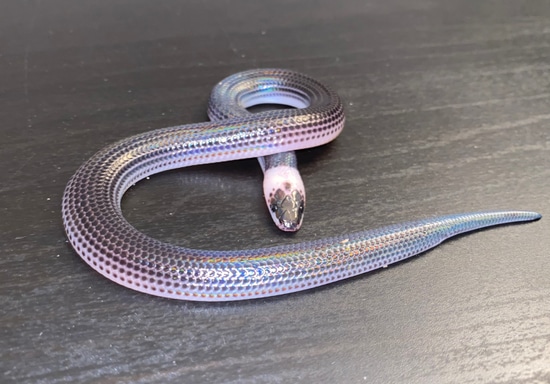 Captive Hatched Sunbeam More Colubrid by Total Fauna