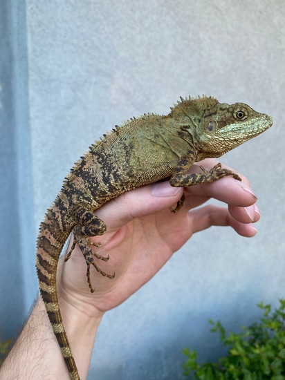 Solomon Island Tree Dragon More Lizard by Total Fauna