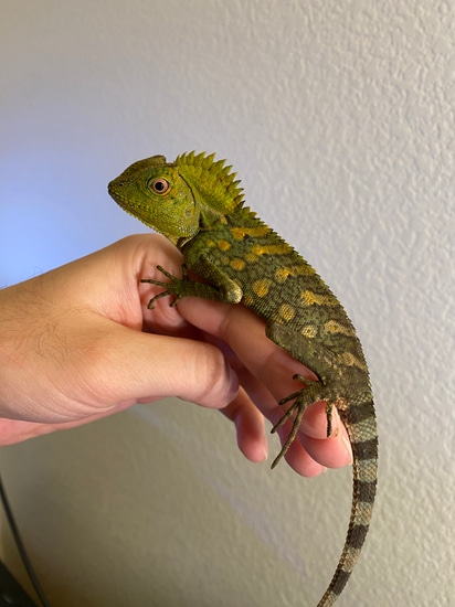 1:1 Blue Eyed Crested Dragon More Lizard by Total Fauna