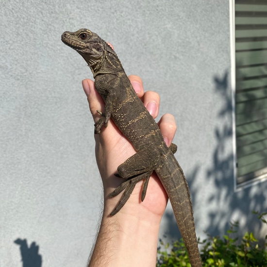 Hydrosaurus Microlophus Indonesian Giant Sailfin Dragon More Lizard by ...