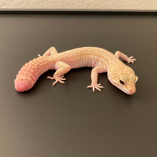 Tremper Super Snow Leopard Gecko by Total Fauna