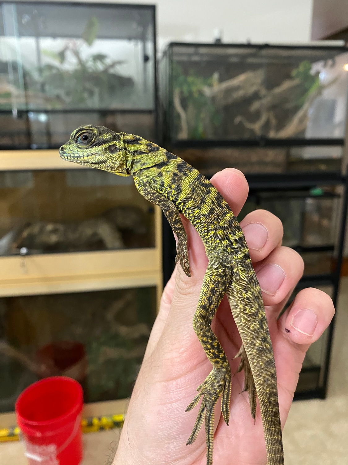 Moluccan Sailfin Dragon Hydrosaurus Amboinensis by Total Fauna ...