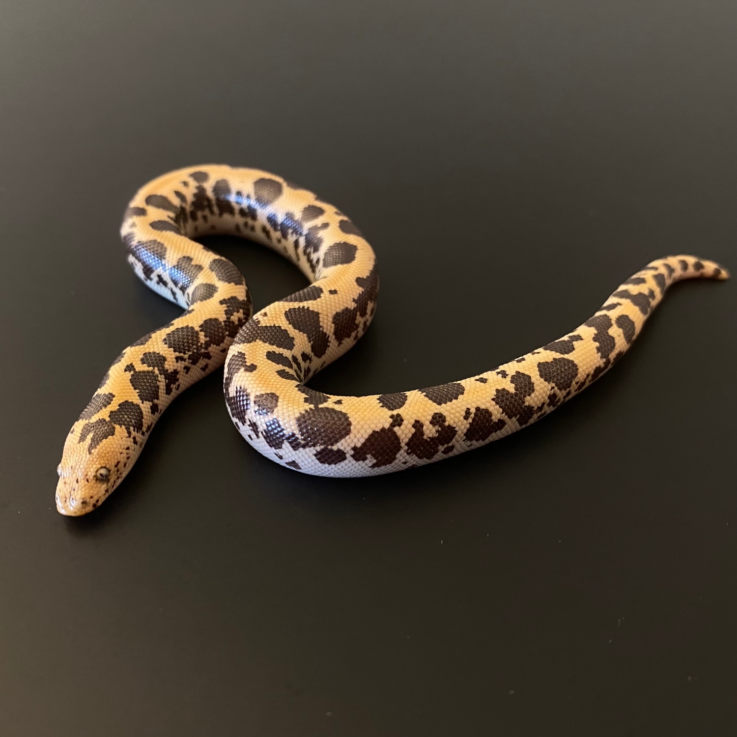 Gx Het Paint Albino Ph Anery Kenyan Sand Boa by Total Fauna - MorphMarket