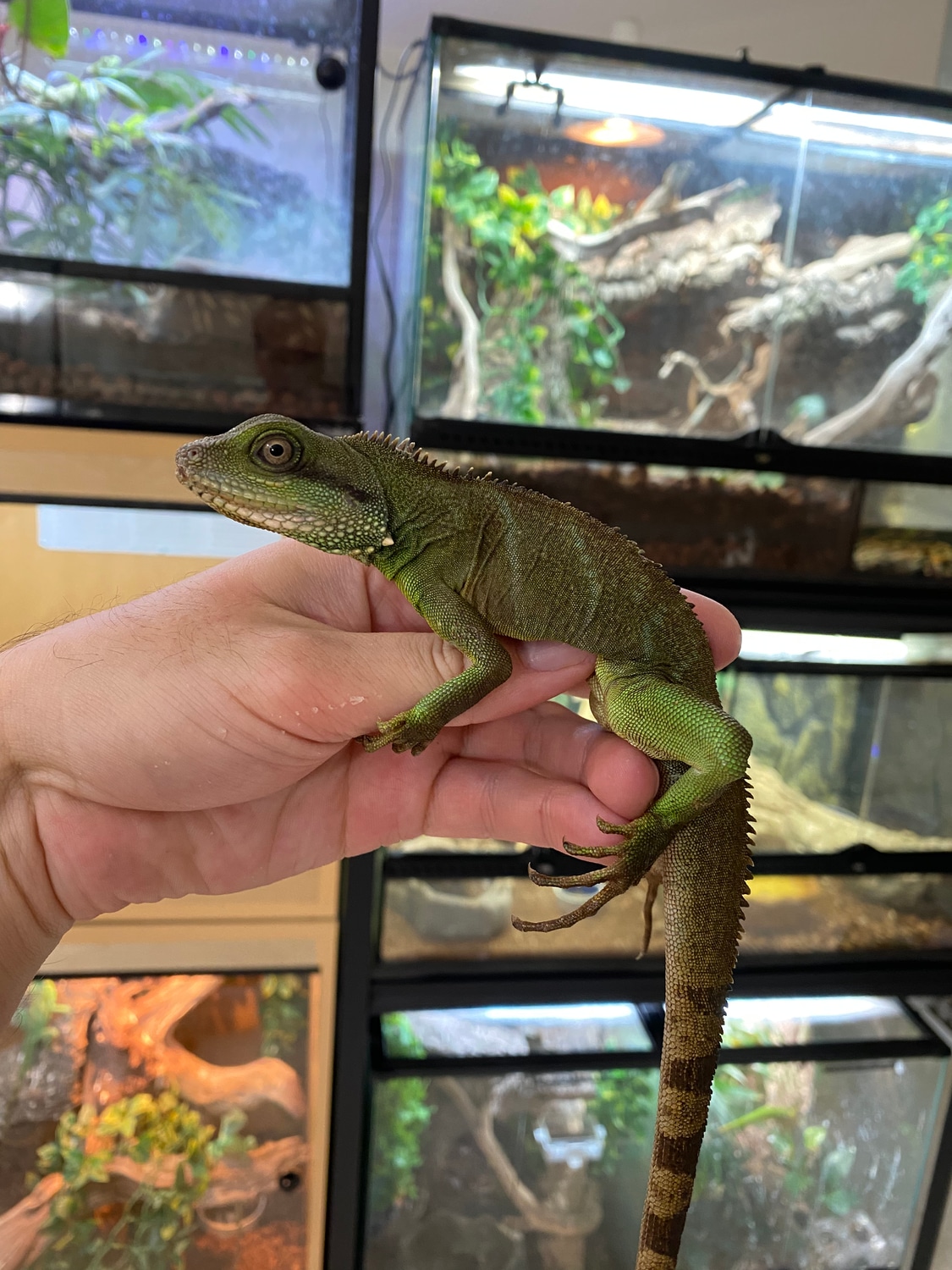 1:1 Cwd More Lizard by Total Fauna - MorphMarket