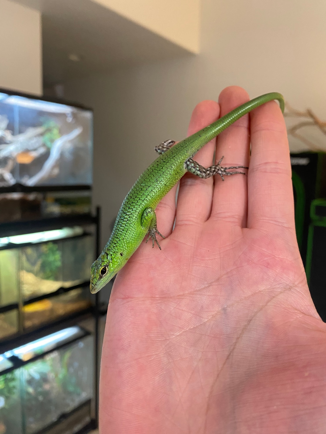 Cb Emerald Tree Skink Other Skink by Total Fauna - MorphMarket
