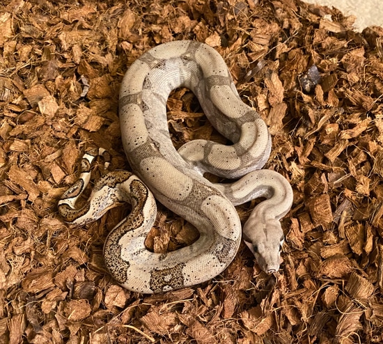 Fire Boa Constrictor by Total Fauna