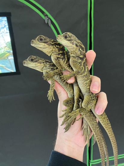 Trio Hydrosaurus Microlophus Southern Locale Sailfin Dragon by Total Fauna