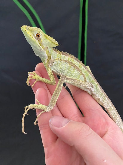 Serrated Conehead Lizard More Lizard by Total Fauna
