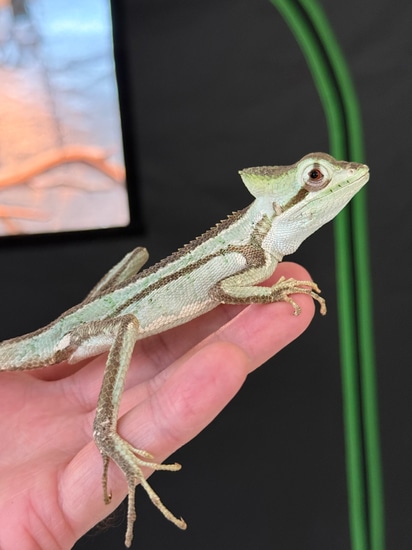 Serrated Conehead Lizard, Laemanctus Serratus More Lizard by Total Fauna