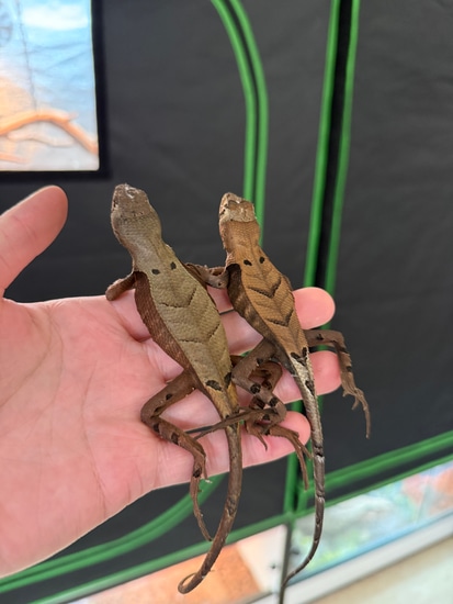 Trio Peruvian Dead Leaf Lizard (Stenocercus Fimbriatus) More Lizard by ...