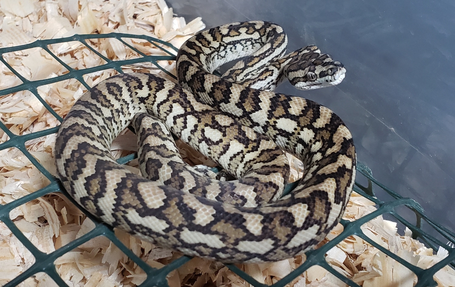 Caramel Carpet Coastal Carpet Python by Massacre's Morphs - MorphMarket