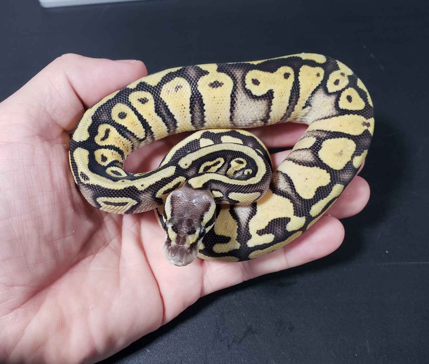 Super Pastel Het Red Axanthic Het Pied Ball Python by Massacre's Morphs ...