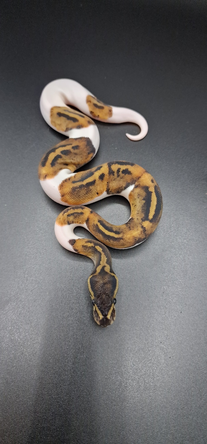 Mahogany Pied 100% Het Albino Ball Python by RP Balls - MorphMarket
