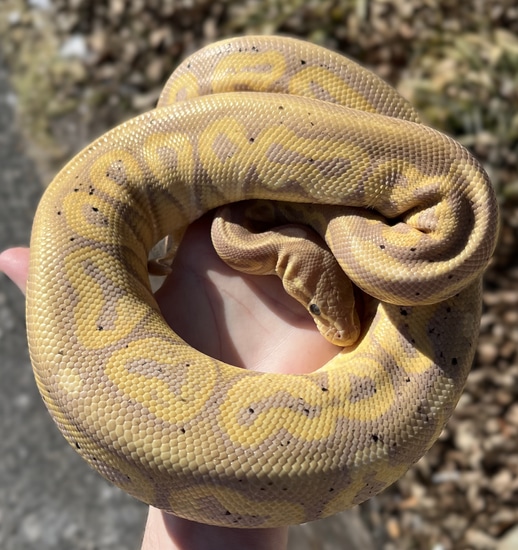 Banana Cinnamon Ball Python by RR Reptiles