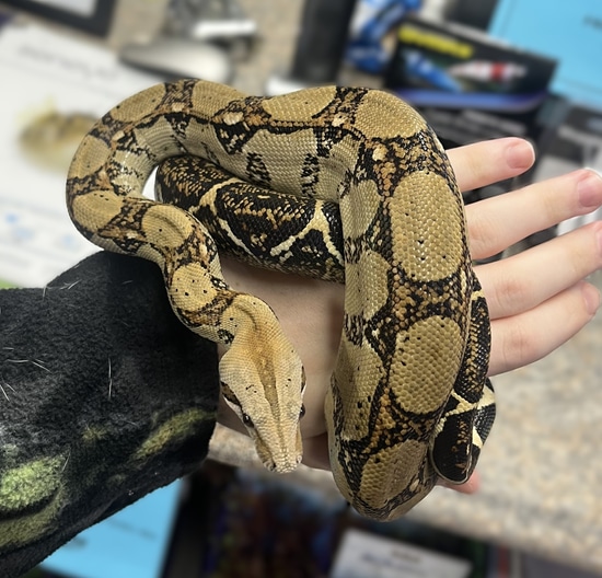 Unsexed Costa Rican Red Tail Boa True Red-Tailed Boa Constrictor by RR ...