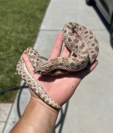 Adult Female Normal Western Hognose by RR Reptiles
