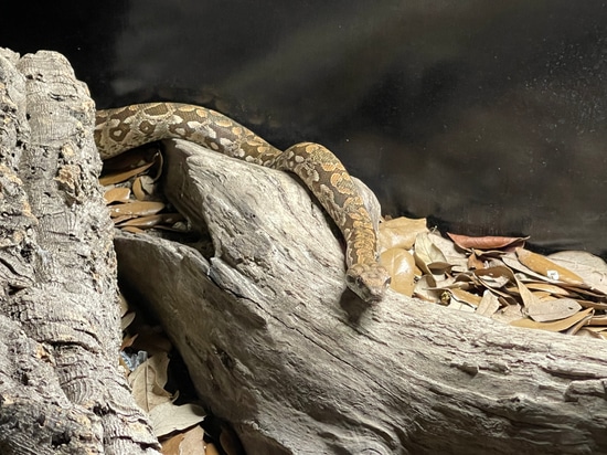 Late 2020 Male Dumerils Boa Boa Constrictor by Jen’s pythons and boas
