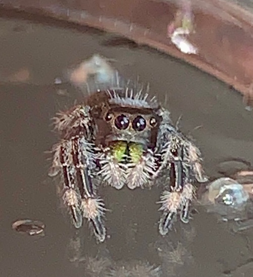I5 Phiddipus Regius Jumping Spider by Regal Jumping Buddies