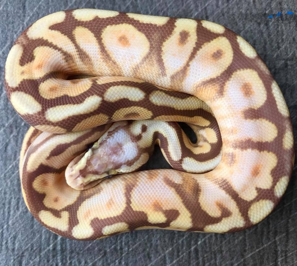 Spotnose Pastel Sugar Ultramel Het Orange Ghost Ball Python by Regal ...