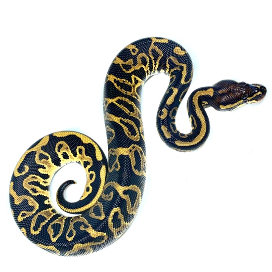 Hurricane Leopard Blaze Het Desert Ghost Ball Python by Regal Pythons