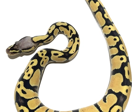 Game Of Death Ball Python by Regal Pythons - MorphMarket