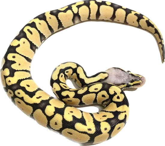 Orange Dream Pastel Desert Ghost Ball Python by Regal Pythons